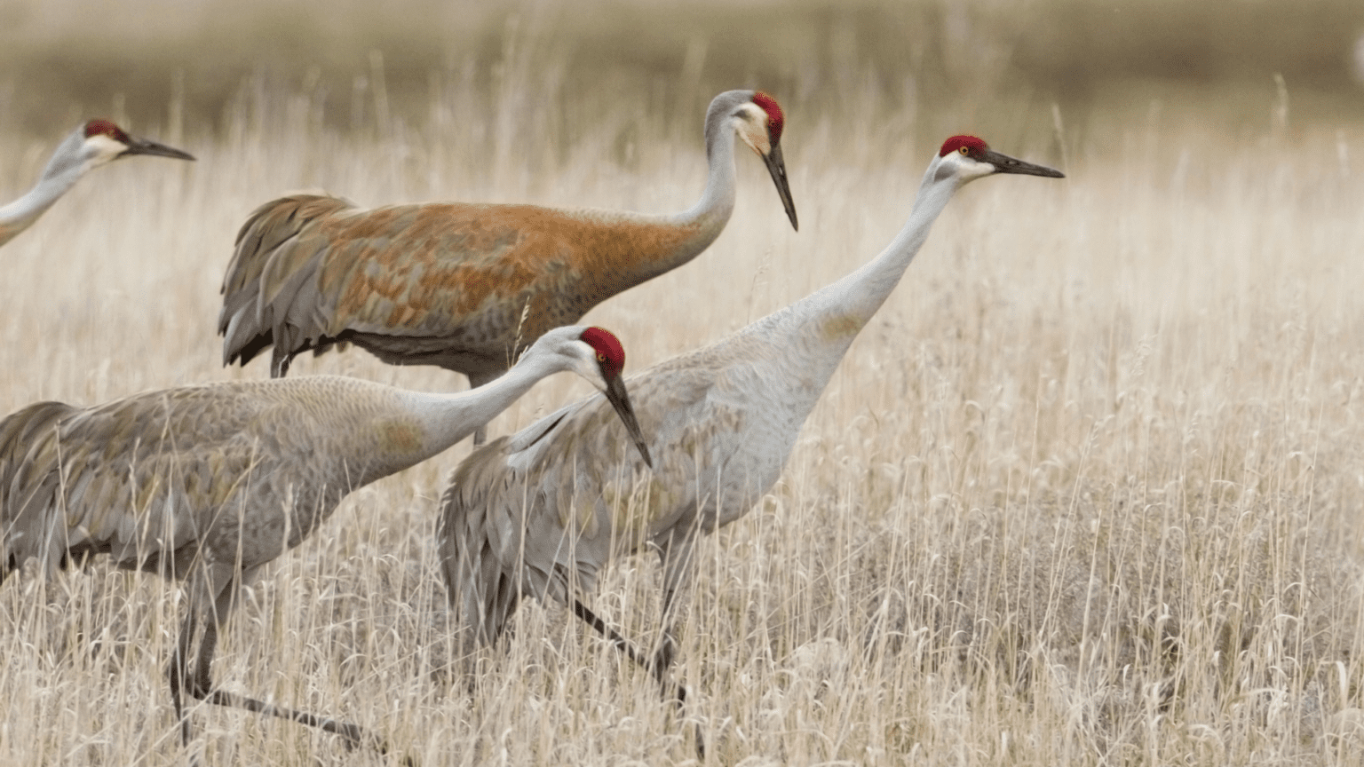 Pop-Up Nature: Cool Cranes - Wehr Nature Center