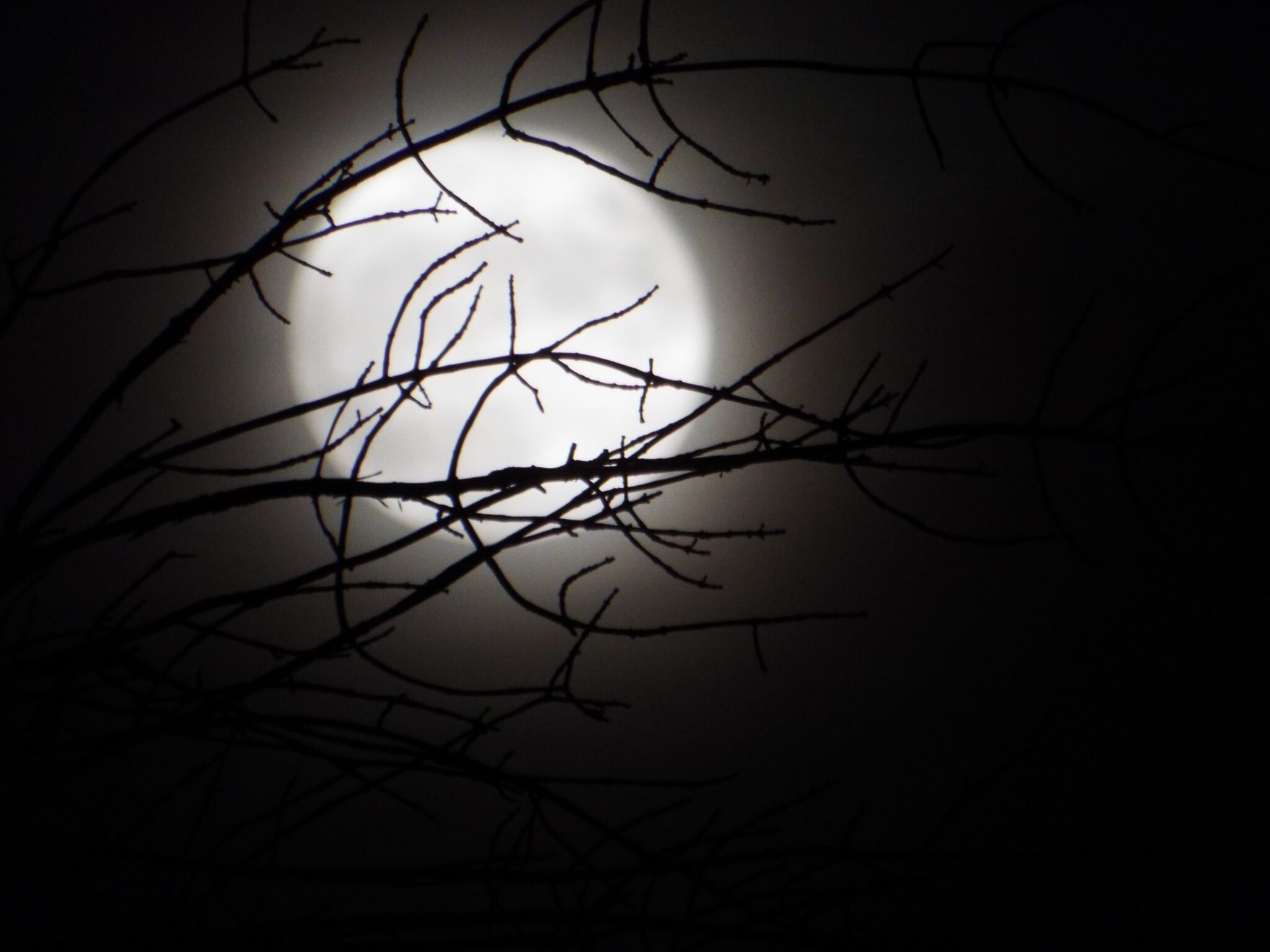 Full Moon Walk - Wehr Nature Center