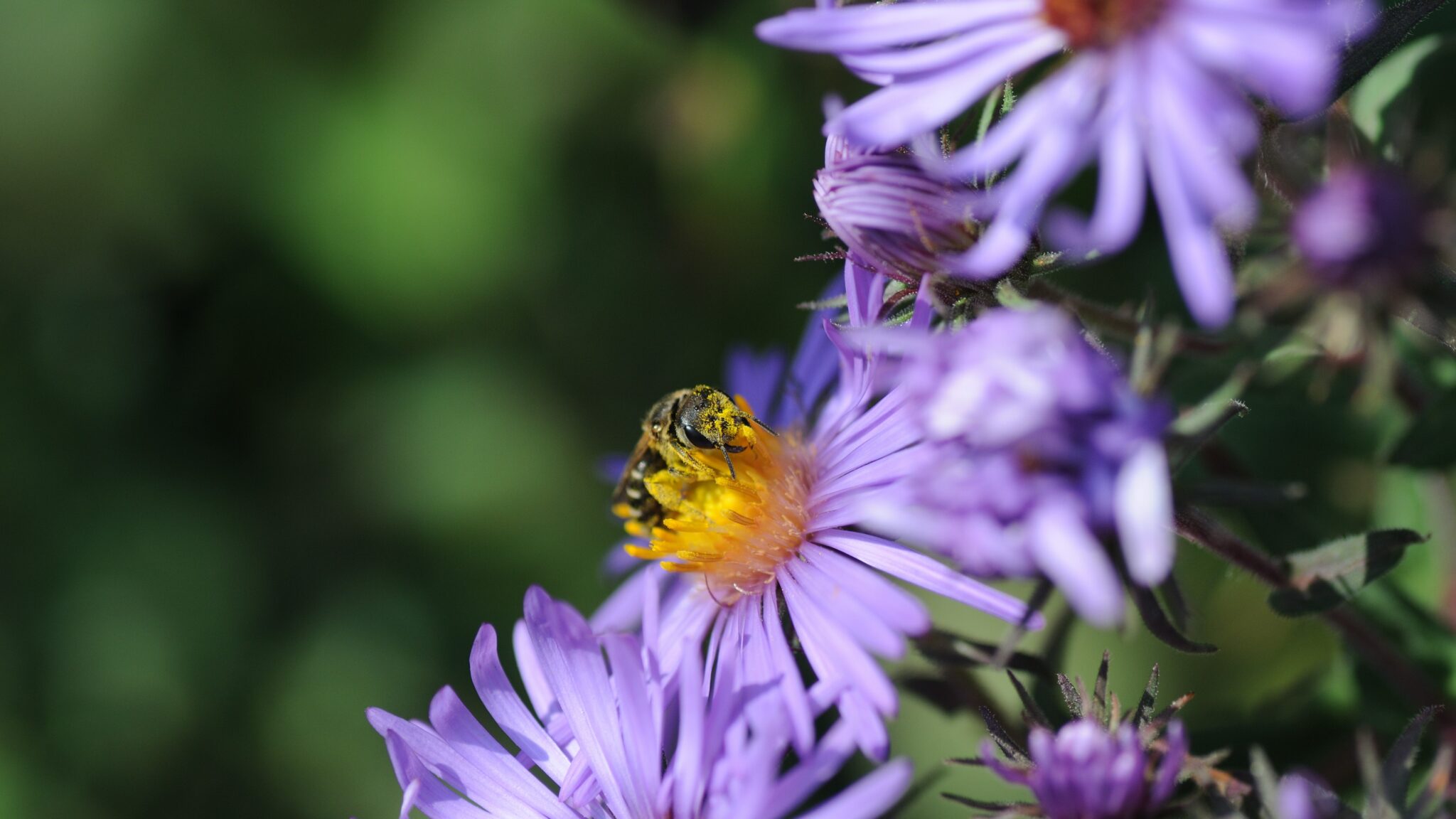 Engage in the Benefits of Nature Programming