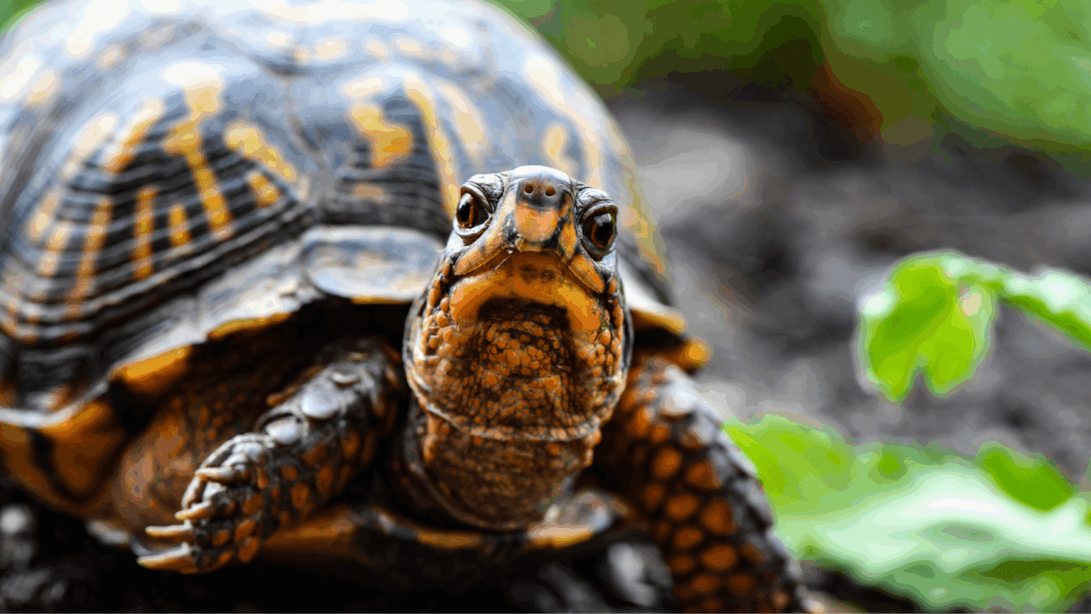 Little Wonders for Threes: Turtle Time - Wehr Nature Center