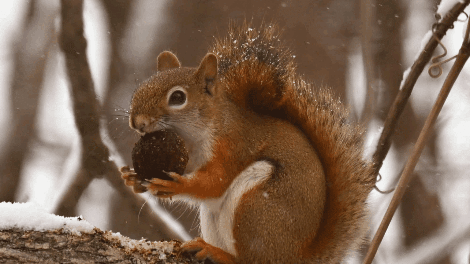 Nature Nauts: Scampering Squirrels - Wehr Nature Center